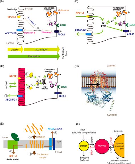 Figure 1 From A Newly Integrated Model For Intestinal Cholesterol