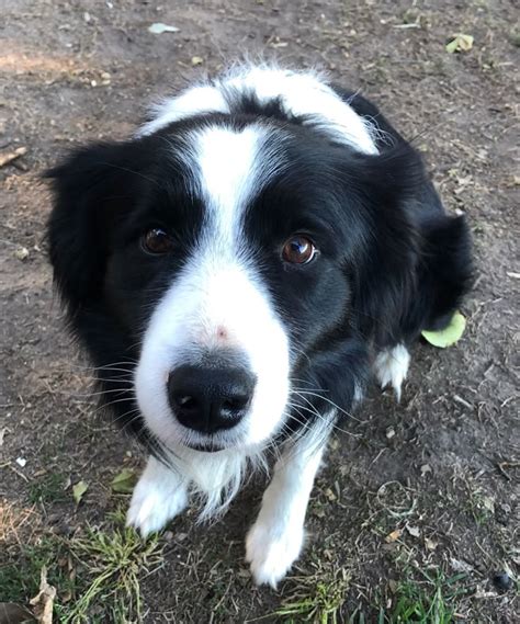 Ringo My Border Collie Boy