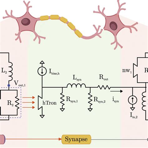 Circuit Topology For A Circuit Consisting Of An Input Neuron Left