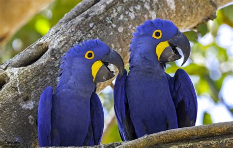 Purple Hyacinth Macaw