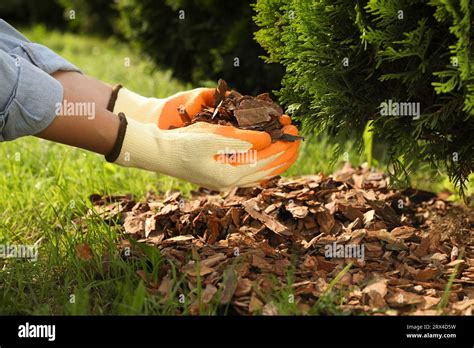 Woman Mulching Soil With Bark Chips In Garden Closeup Stock Photo Alamy