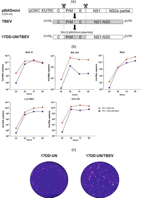 Construction Of Chimeric Yfv 17dd Un Tbev A Scheme For Generation Download Scientific