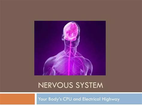 PPT Nervous System PowerPoint Presentation Free Download ID 3175001