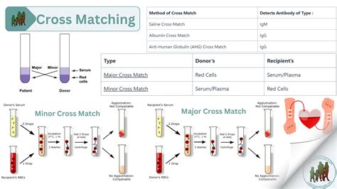Cross Matching Purpose Types Procedure And Results Lab Tests Guide