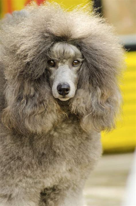 Standard Poodle Colors Sable