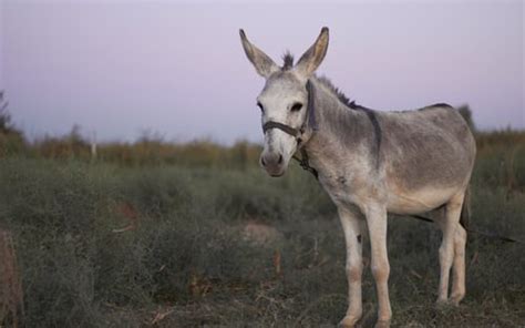 Sharepoint Connector In Mule 4
