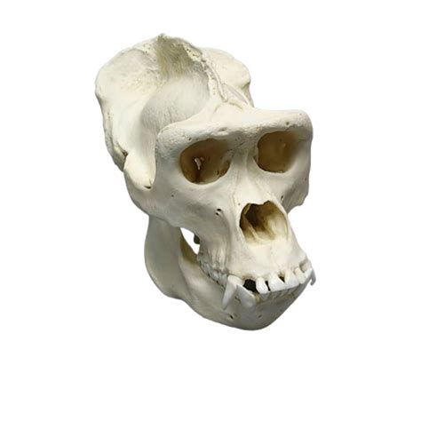 Set Of 7 Primate Skulls With Lesson Plan