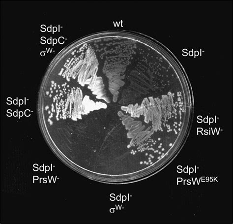 Evidence For A Novel Protease Governing Regulated Intramembrane