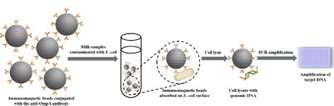 Figure 1 From Outer Membrane Protein A Ompa May Be Used As A Novel Target To Enrich And Detect