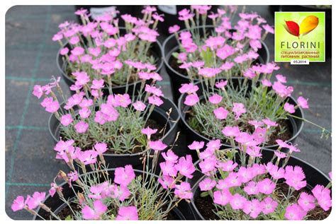 Купить Гвоздика альпийскаяDianthus alpinus - в питомнике Флорини