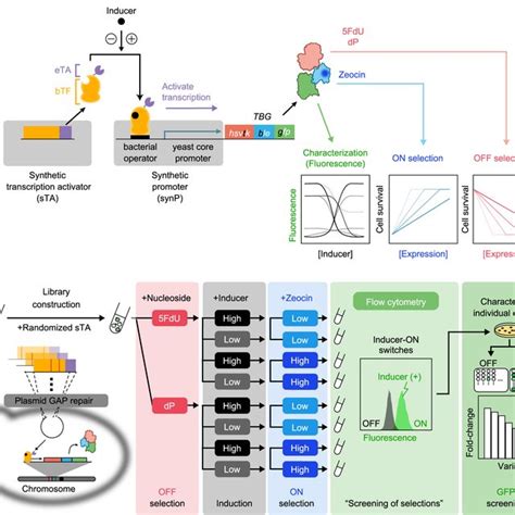 Pdf Robust And Flexible Platform For Directed Evolution Of Yeast