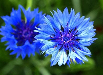 Blue Cornflower Plant With Double Blooms