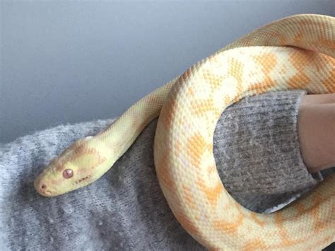 Python On Loose