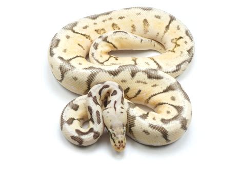 Axanthic Killer Bee Ball Python