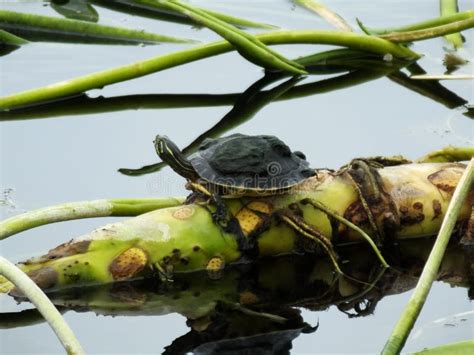 Spatterdock Root Stem Called Gator Tater Stock Image Image Of Applied Root 183672687