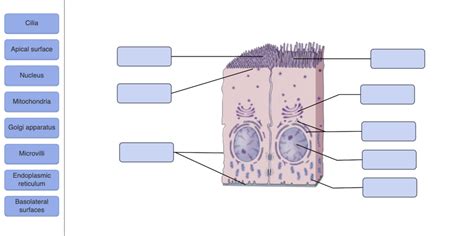 Typical Epithelial Cell Exam 2 Diagram Quizlet