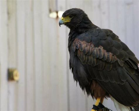 How To Identify A Hawk Feather Easy Steps And Pictures