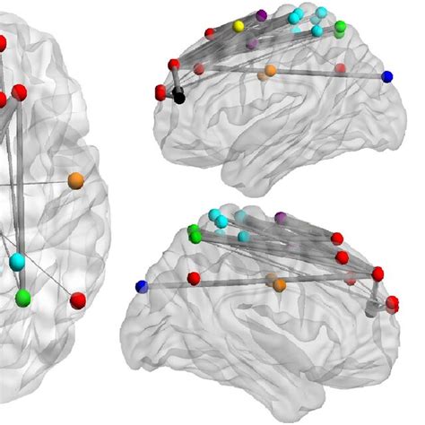 The Salient Anatomical Connections For The Task Specific Language Download Scientific Diagram