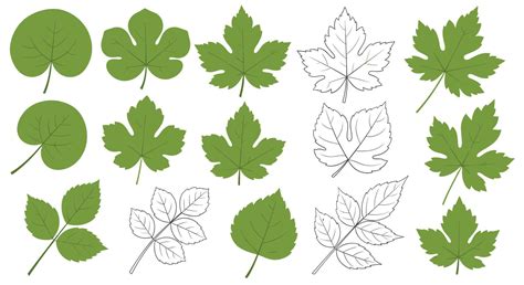 Diverse Leaf Morphology Study Visualizing Variability In Botanical