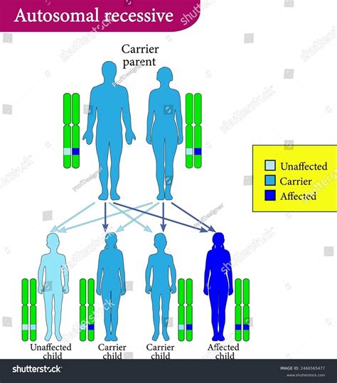 Vector Illustration Autosomal Recessive Inheritance Stock Vector Royalty Free