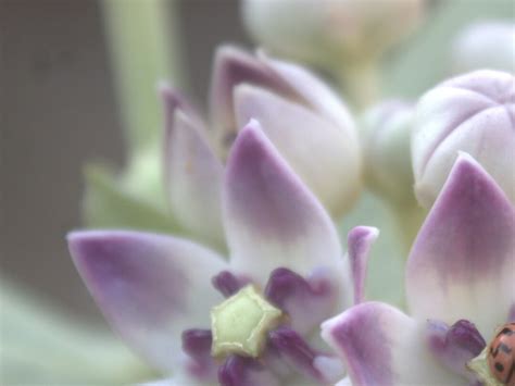 मदार के पत्ते कैसे हैं फायदेमंद