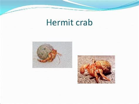 Phylum Arthropoda Class Merostomata Class Crustacea Class Pycnogonida