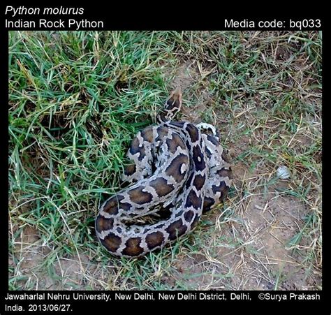 Python Molurus Linnaeus 1758 Indian Rock Python Reptiles