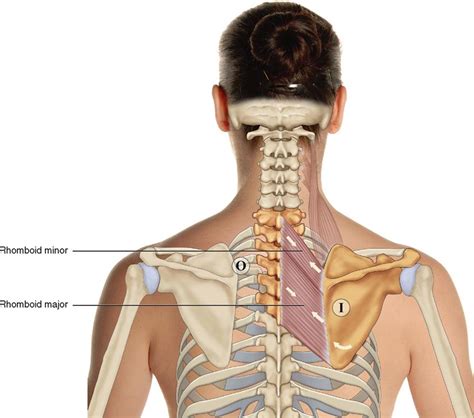 Rhomboids Origin And Insertion