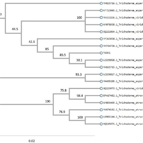 Phylogenetic Tree Of Taik1 With Other Trichoderma Isolates Based On The Download Scientific