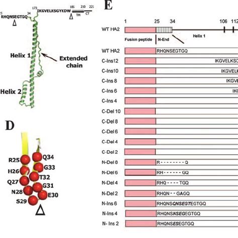 Ribbon Diagrams Of Low Ph Ha Top And Neutral Ph Ha Bottom A Download Scientific Diagram