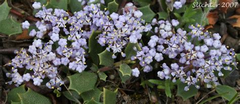 Prostrate Ceanothus Ceanothus Prostratus