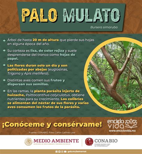 Semarnat ¿conoces Al Palomulato Bursera Simaruba 🌳 Árbol De Hasta
