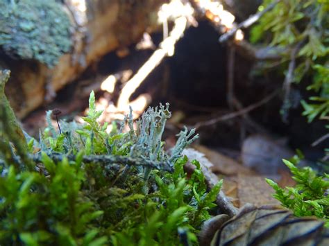 Cave Singer By Micromirofthenorth On Deviantart