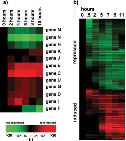 Figure Clustering Of Gene Expression Patterns A The Ratio Of Gene Download Scientific Diagram