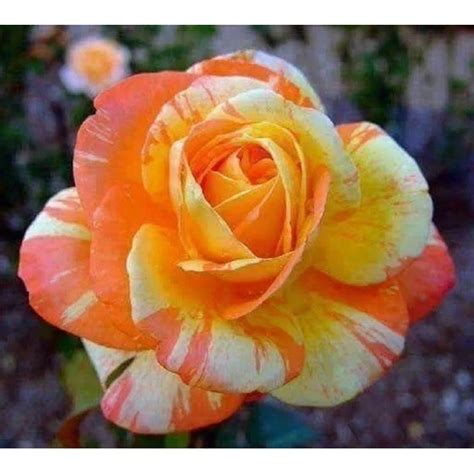 Orange White Rose Seedlings Flower Seeds Perennial Growing Bonsai Corms