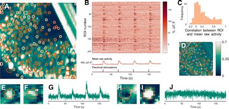 ABLE: An Activity-Based Level Set Segmentation Algorithm for Two-Photon Calcium Imaging Data ...