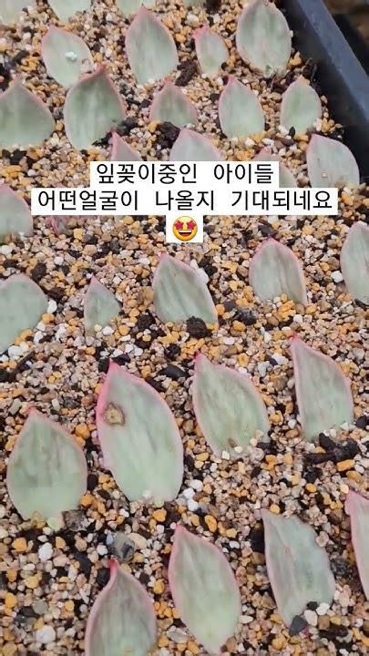 다육이번식방법 다육이잎꽂이 다육이키우는법 다육식물 금다육 식집사 식물 선인장 화분 Youtube