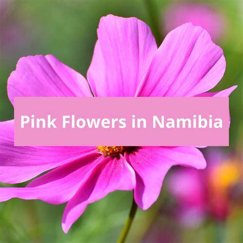 Pink Flowers In Namibia