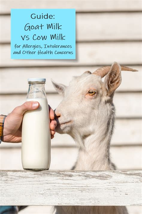Sheep Milk