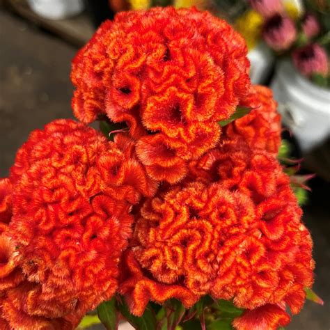 Coxcomb Là Gì Định Nghĩa Ví Dụ Câu Và Cách Sử Dụng Từ Coxcomb