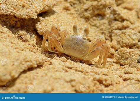 Tiny Crab Stock Image Image Of Background Funny Crab 35604679