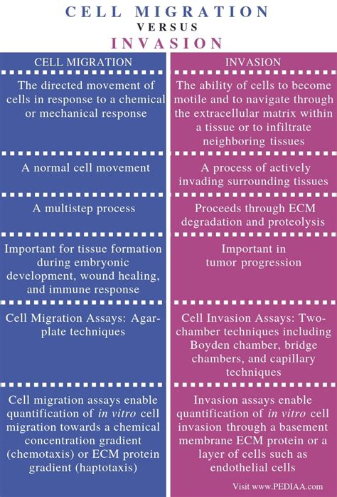Difference Between Cell Migration And Invasion Pediaacom