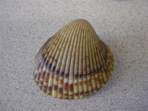 Cockle2 Object Detection Dataset By Shelldetection