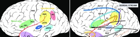 Illustration Of Dual Stream Model Of Spoken Language Left Hemisphere Download Scientific