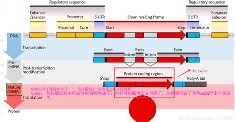 Omics精进09mrna生信分析常规流程pythonic生物人的博客 Csdn博客