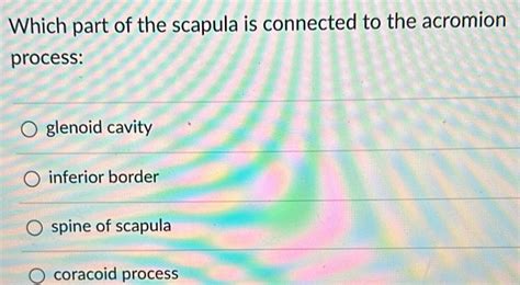 Solved Which Part Of The Scapula Is Connected To The Acromion Process Glenoid Cavity Inferior