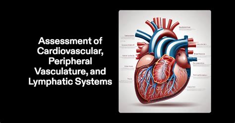 Assessment Of The Cardiovascular Peripheral Vasculature And Lymphatic Systems Wk 8 Assessment
