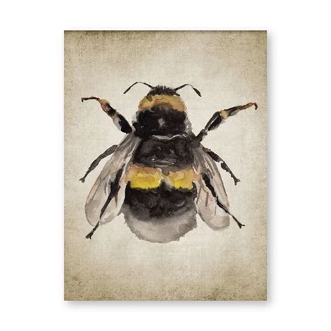 Bumble Bee Scientific Illustration