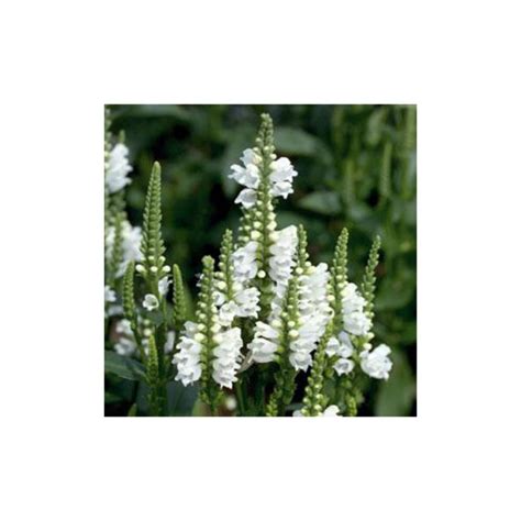 Physostegia Virginiana 'Crystal Peak White' Obedient Pl | SiteOne