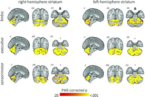 Striatal Subregions Patterns Of Cerebellar Connectivity In The Healthy